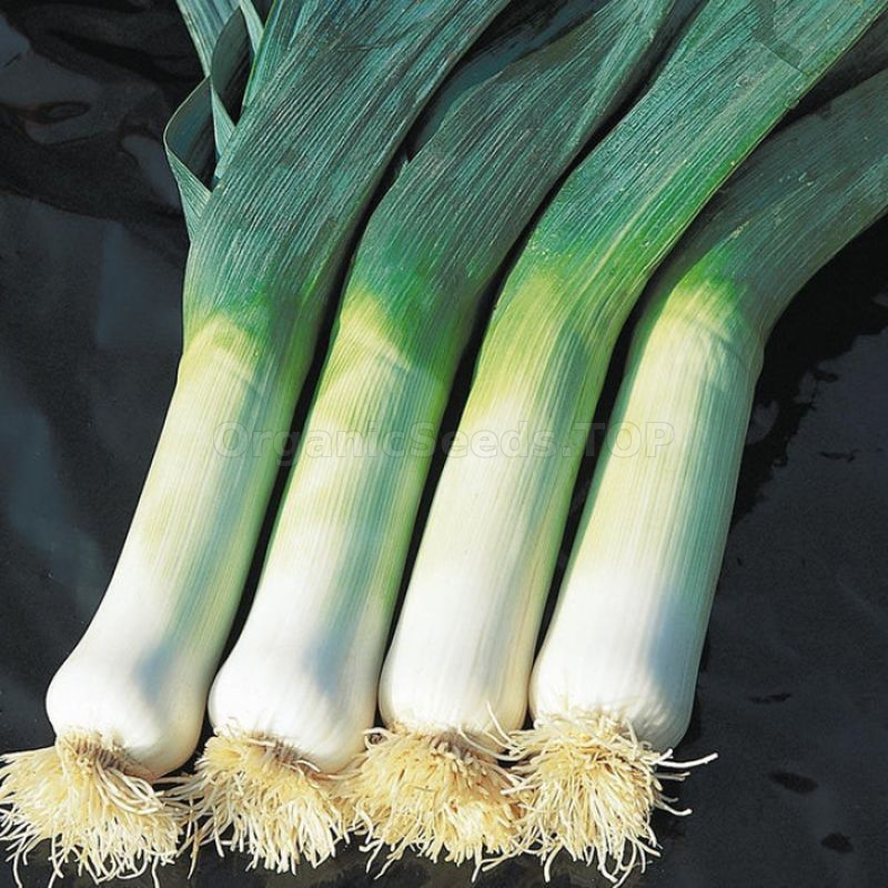 Images «Autumn giant» - Organic Leek Seeds - Shipping is free for orders over €50