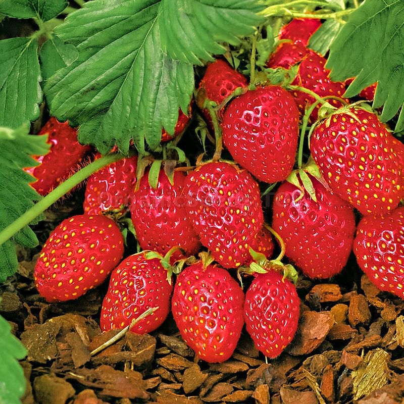 «Baron von Solemacher» - Organic Alpine Strawberry Seeds - Shipping is ...