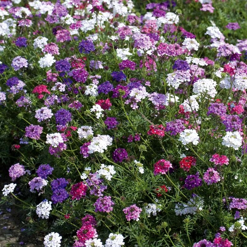 «Imagination Mix» - Organic Verbena Seeds - Shipping is free for orders ...