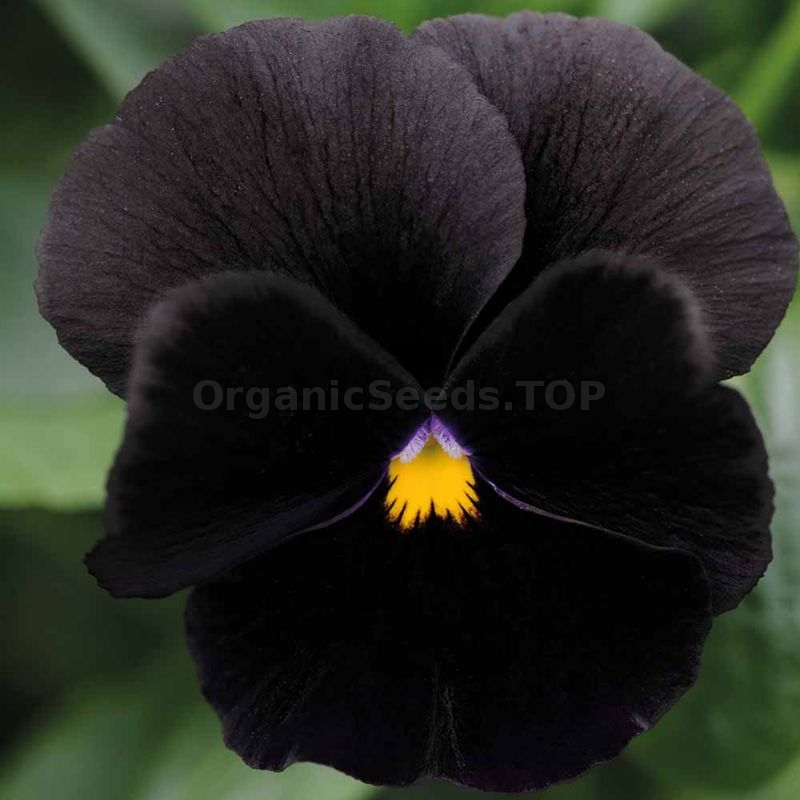 «Crystals Black» - Organic Viola Seeds - Shipping is free for orders ...