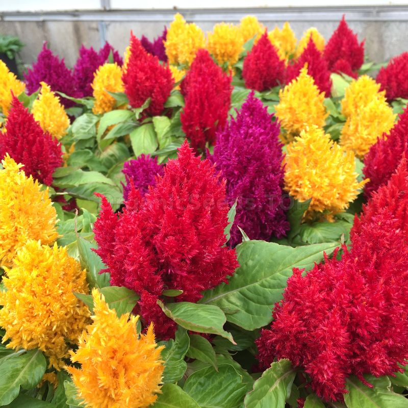 «Pampas mix» - Organic Celosia seeds - Shipping is free for orders over €50