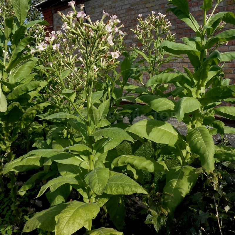 «Dubek» Heirloom Tobacco Seeds - Shipping is free for orders over €50