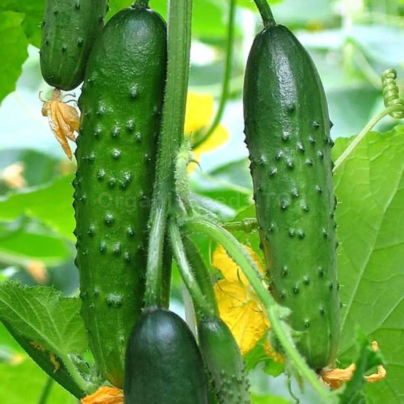 «Cuckoo» - Organic Cucumber Seeds - Shipping is free for orders over €50