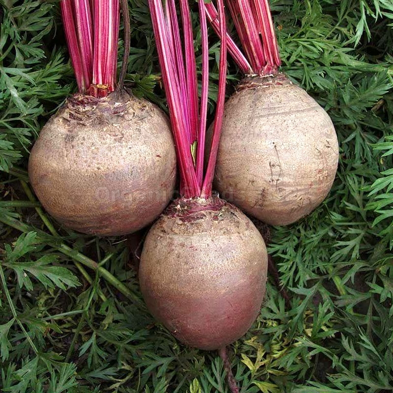 «Red Ball» - Organic Beetroot Seeds - Shipping is free for orders over €50