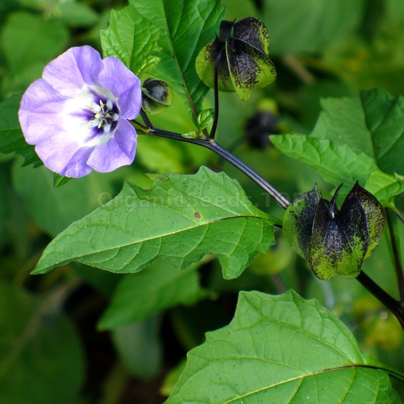 Images «Apple of Peru» - Organic Nicandra Seeds (Nicandra Physalodes ...