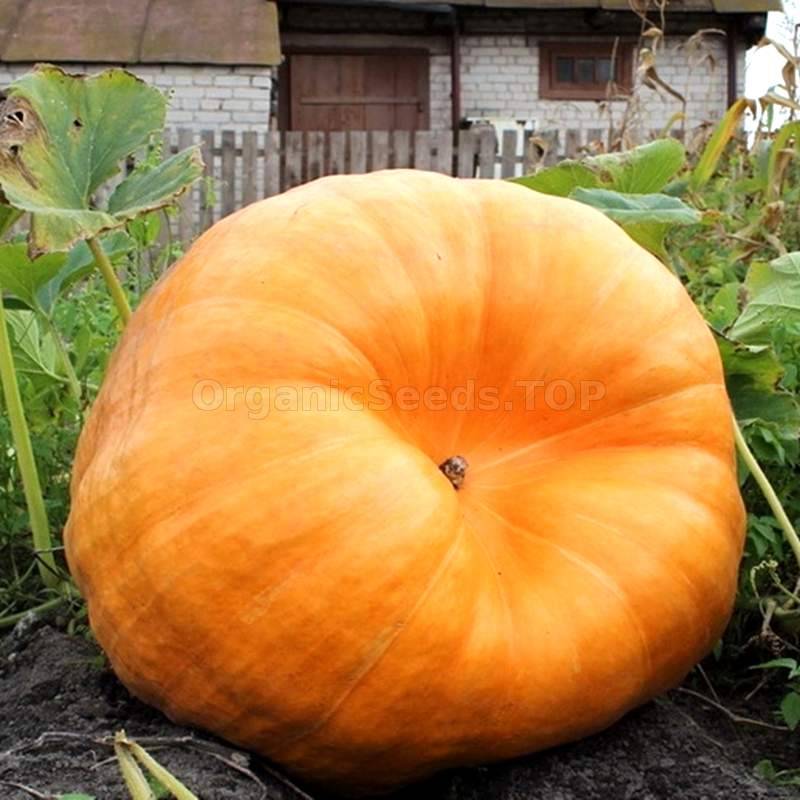 «Atlantic giant» - Organic Pumpkin Seeds - Shipping is free for orders ...