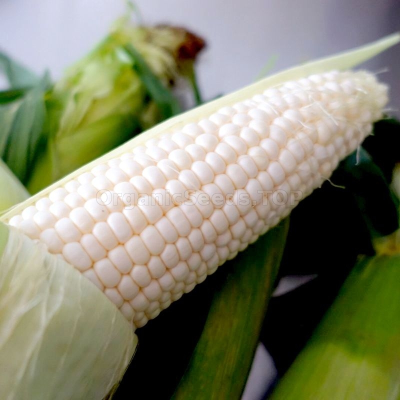 Images «Snow Queen» - Organic Corn Seeds - Shipping is free for orders ...
