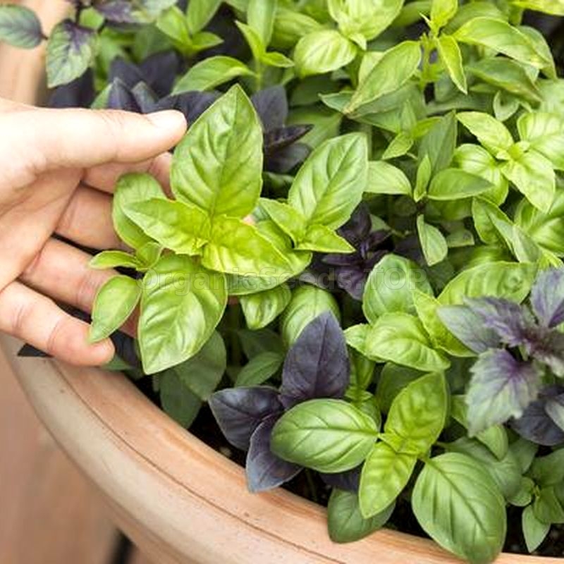 «Mix» - Organic Basil Seeds - Shipping is free for orders over €50
