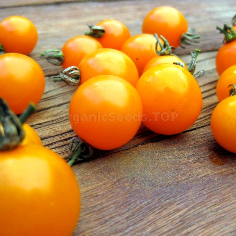 Reviews «Cherry Orange» - Organic Tomato Seeds - Shipping is free for ...