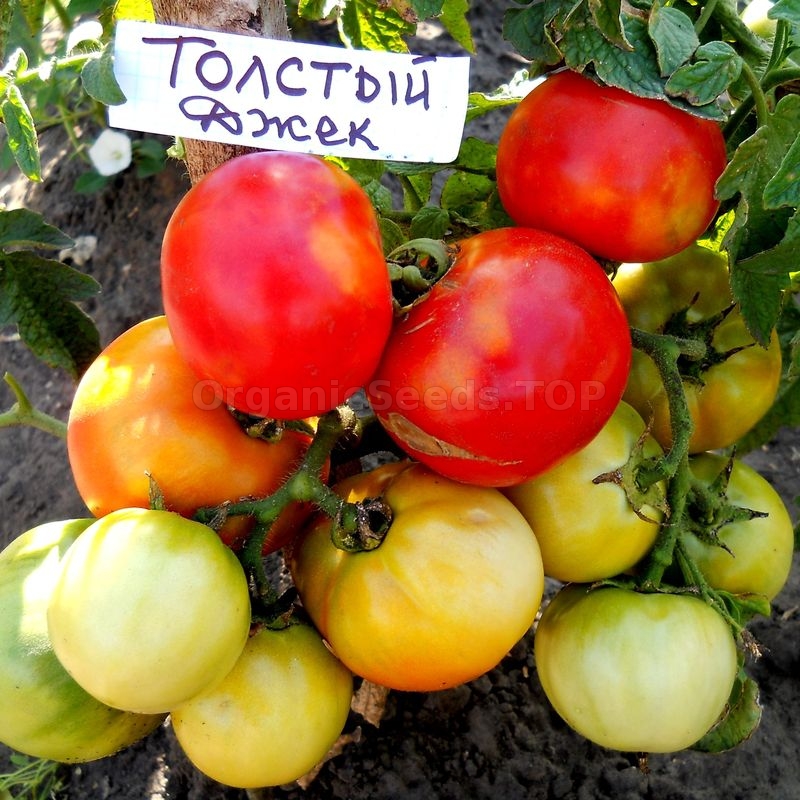 «Thick Jack» - Organic Tomato Seeds - Shipping is free for orders over €100