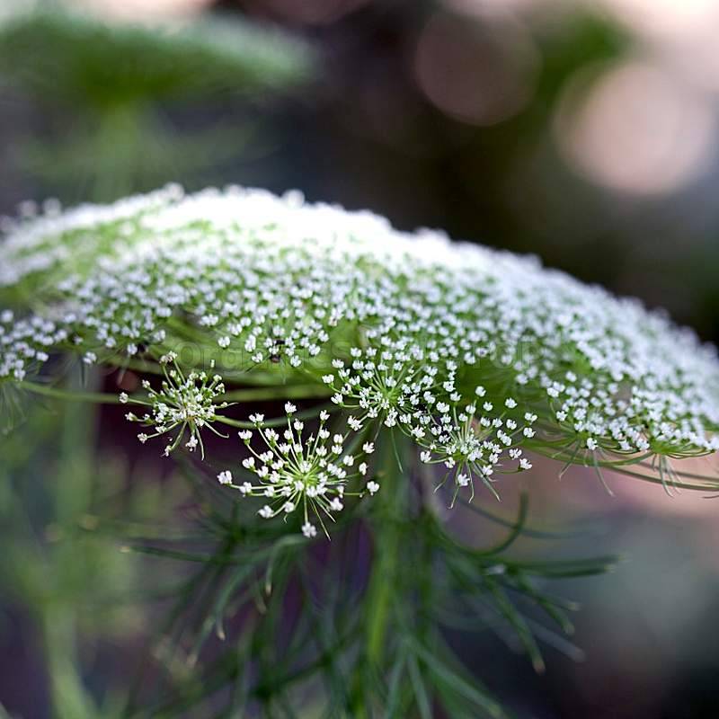 «Bishop's Flower» - Organic Ammi Visnaga Seeds - Shipping is free for ...