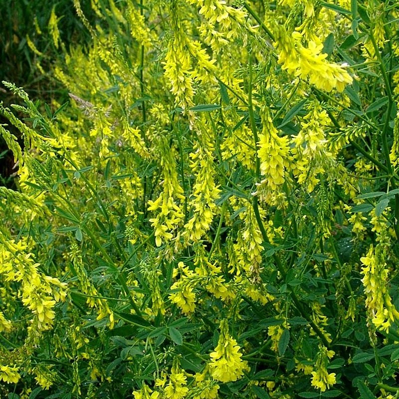 Reviews Yellow Clover Organic Seeds (Melilotus officinalis) - Shipping ...