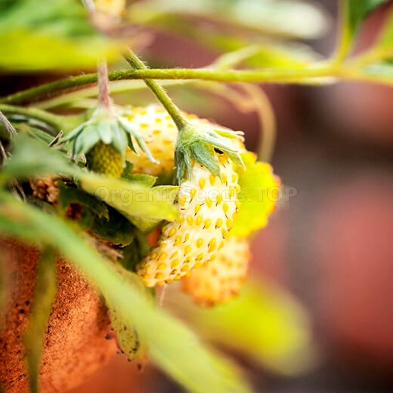 Yellow Strawberries Seeds