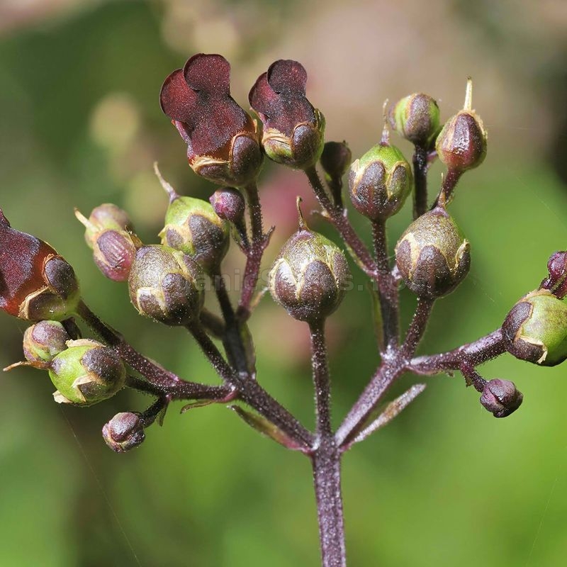 Figwort Seeds (Scrophularia Nodosa) - Shipping is free for orders over €50
