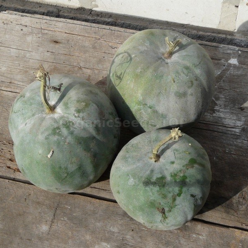 «Thai Round» - Organic Wax Gourd Seeds - Shipping is free for orders ...