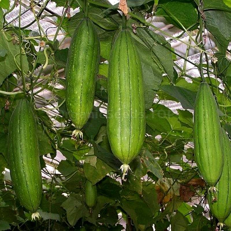 «Jupiter» - Organic Luffa Seeds - Shipping is free for orders over €50