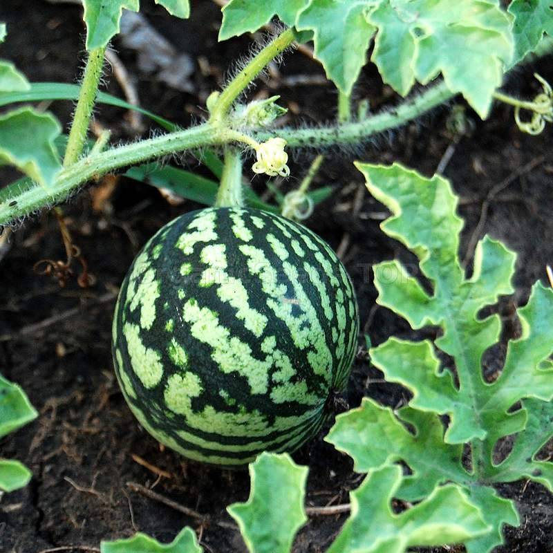 Images «Healing nectar» - Citrullus lanatus Seeds - Shipping is free ...