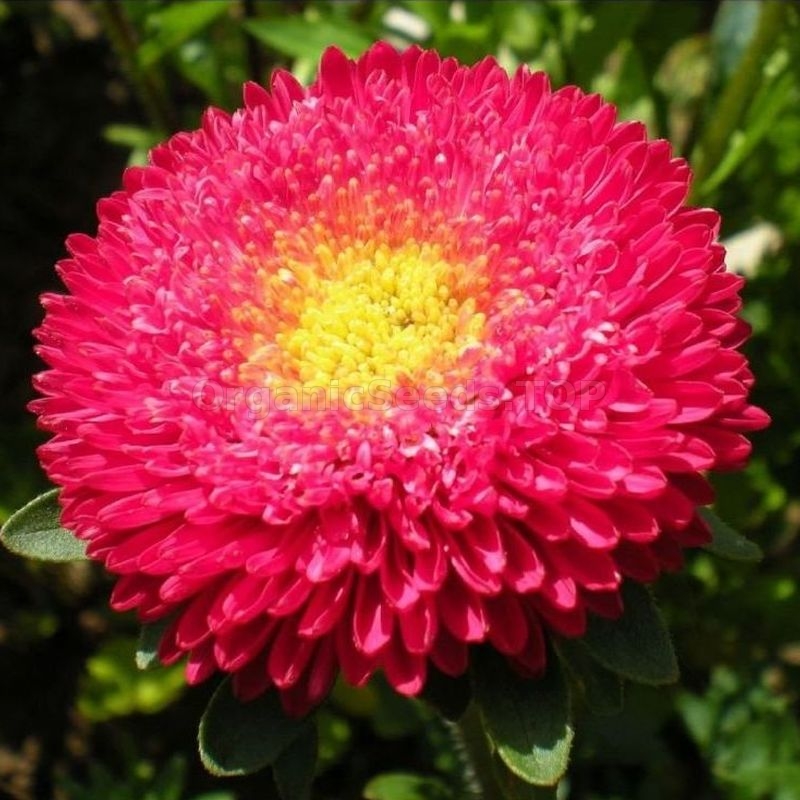 «Serenade» - Organic Aster Seeds - Shipping is free for orders over €50