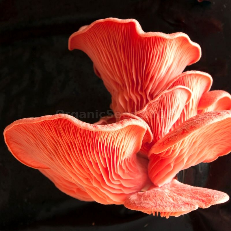 Images Pink Oyster / Pleurotus djamor - Organic Mushroom's Dry Mycelium ...