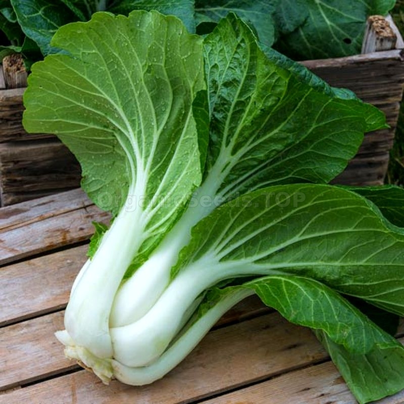 Images «Swallow» - Organic Pak Choi Seeds - Shipping is free for orders ...