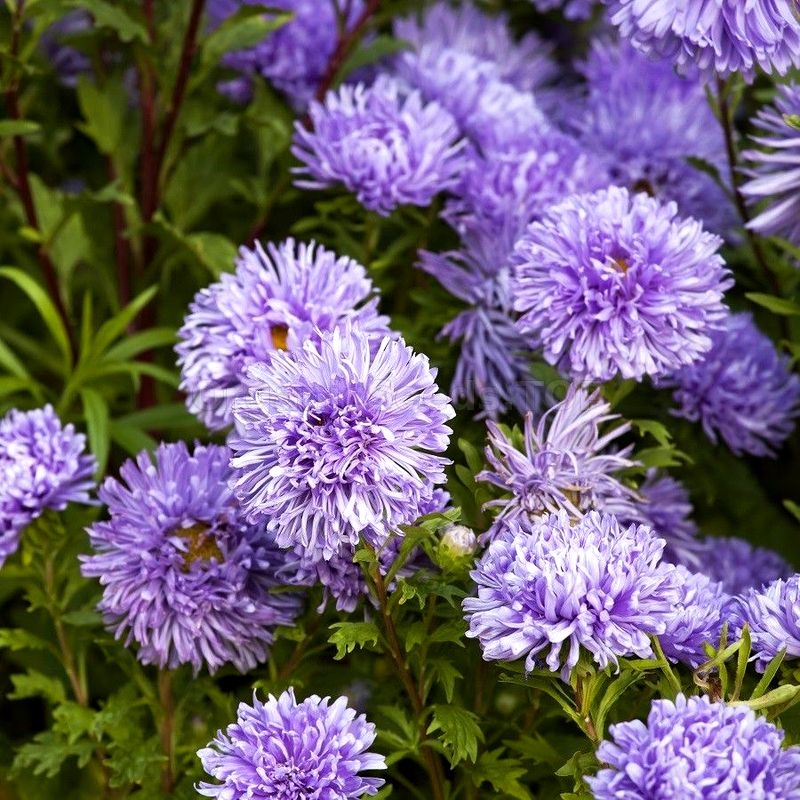 «Tiger Paw Blue» - Organic Aster Seeds - Shipping is free for orders ...