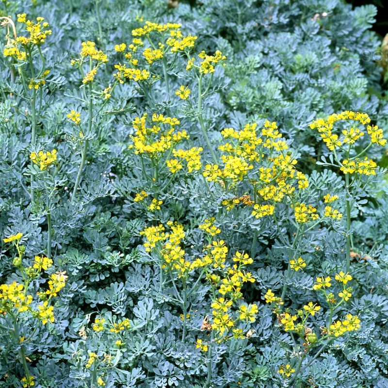 «Roman» - Organic Rue Seeds - Shipping is free for orders over €50