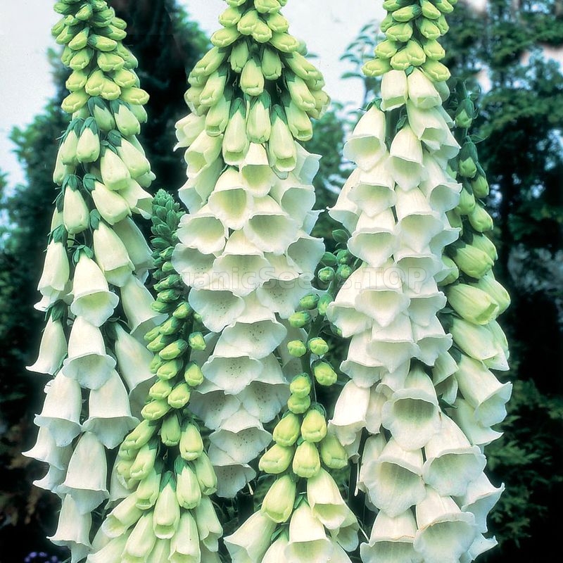 «Alba» - Organic Foxglove Seeds - Shipping is free for orders over €50