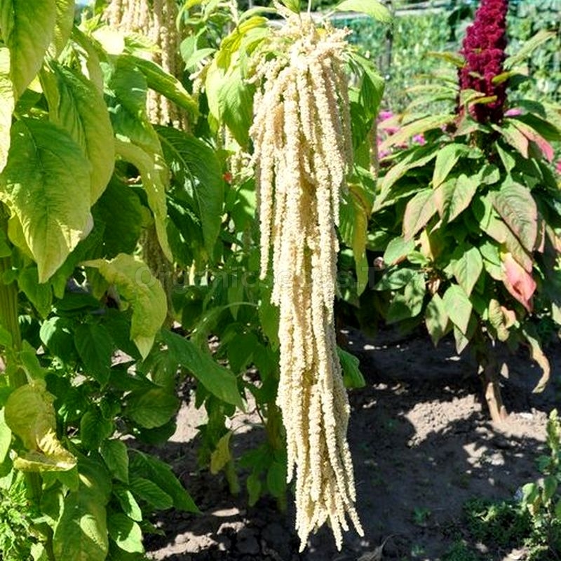 «Fox Tails» - Organic Amaranth Seeds - Shipping is free for orders over €50