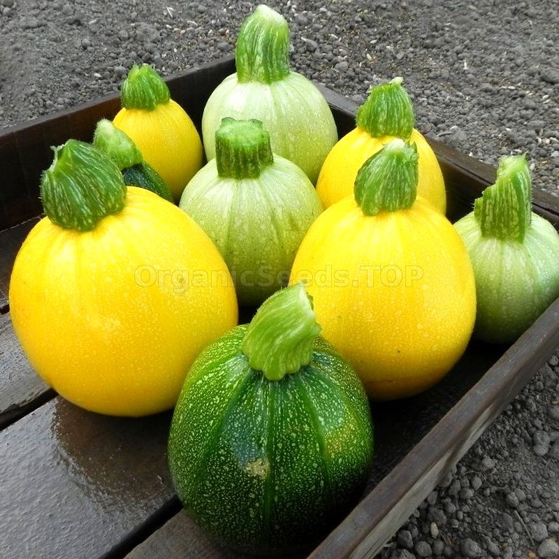 «One Ball» - Organic Squash Seeds - Shipping is free for orders over €50