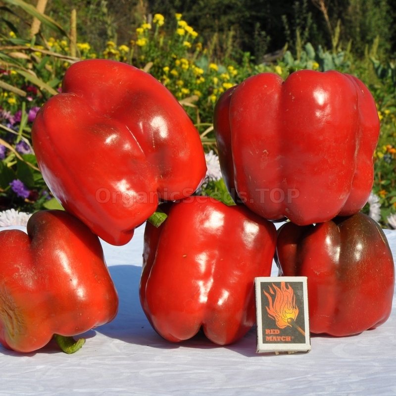 «King Arthur» - Organic Pepper Seeds - Shipping is free for orders over €50