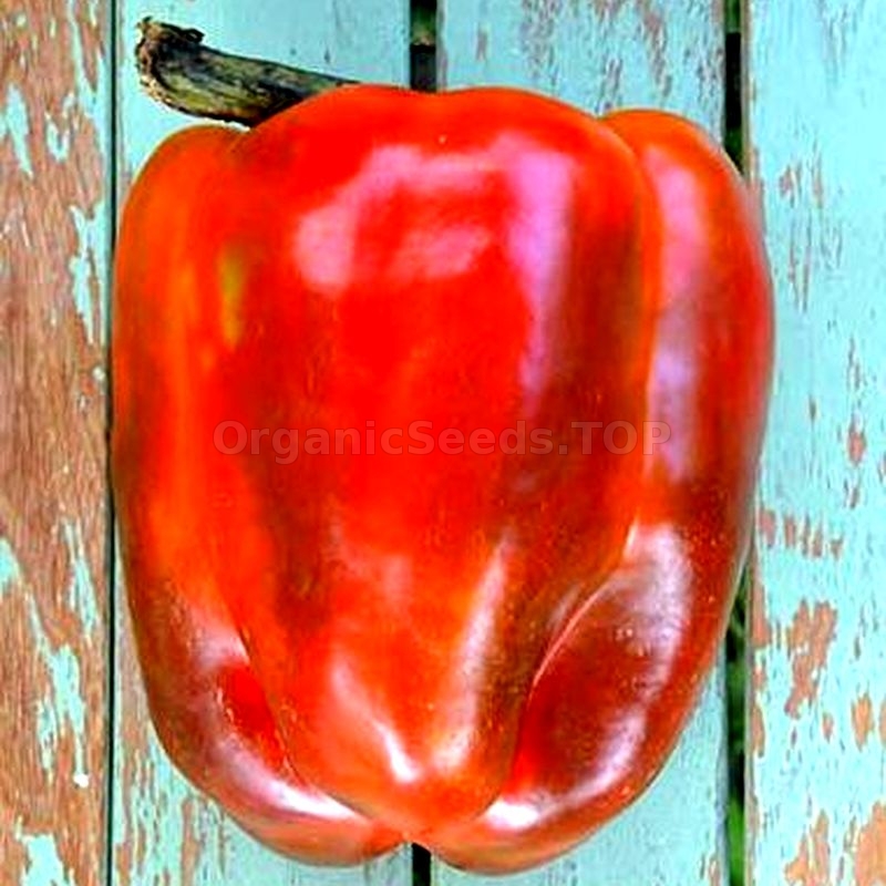 «Ozark Giant» - Organic Pepper Seeds - Shipping is free for orders over ...