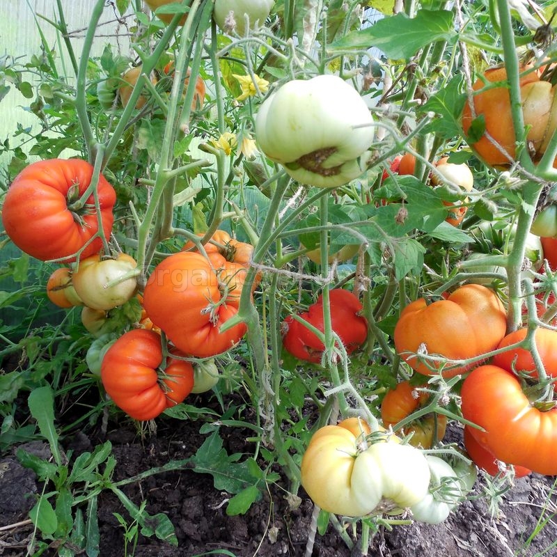 «Early King» - Organic Tomato Seeds - Shipping is free for orders over €50