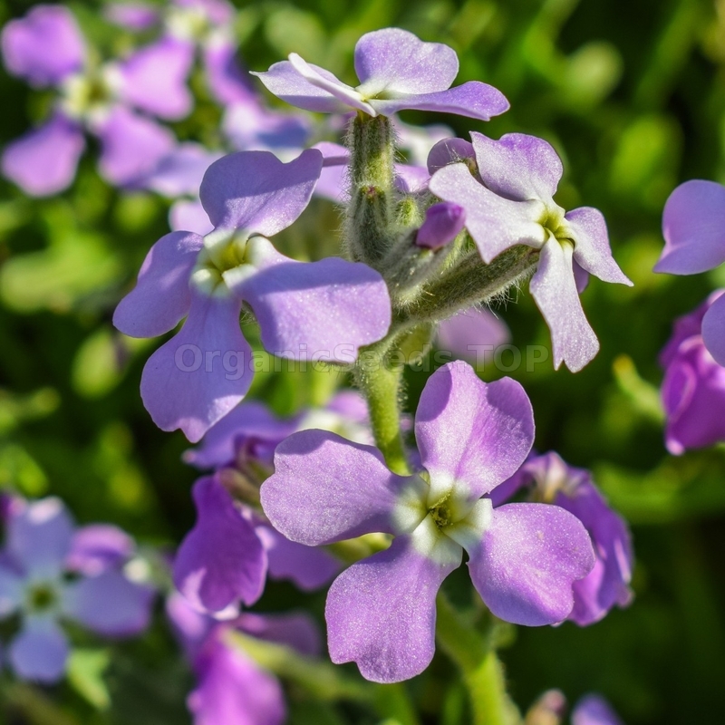 Organic Matthiola Lilac Seeds - Shipping is free for orders over €50