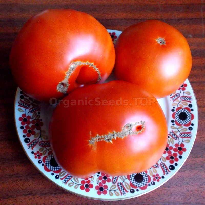 «Ukrainian Alena» - Organic Tomato Seeds - Shipping is free for orders ...
