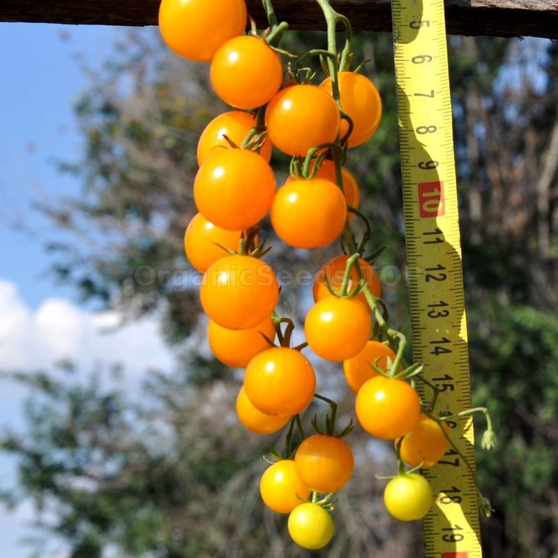 «World's Smallest Orange» - Organic Tomato Seeds - Shipping is free for ...