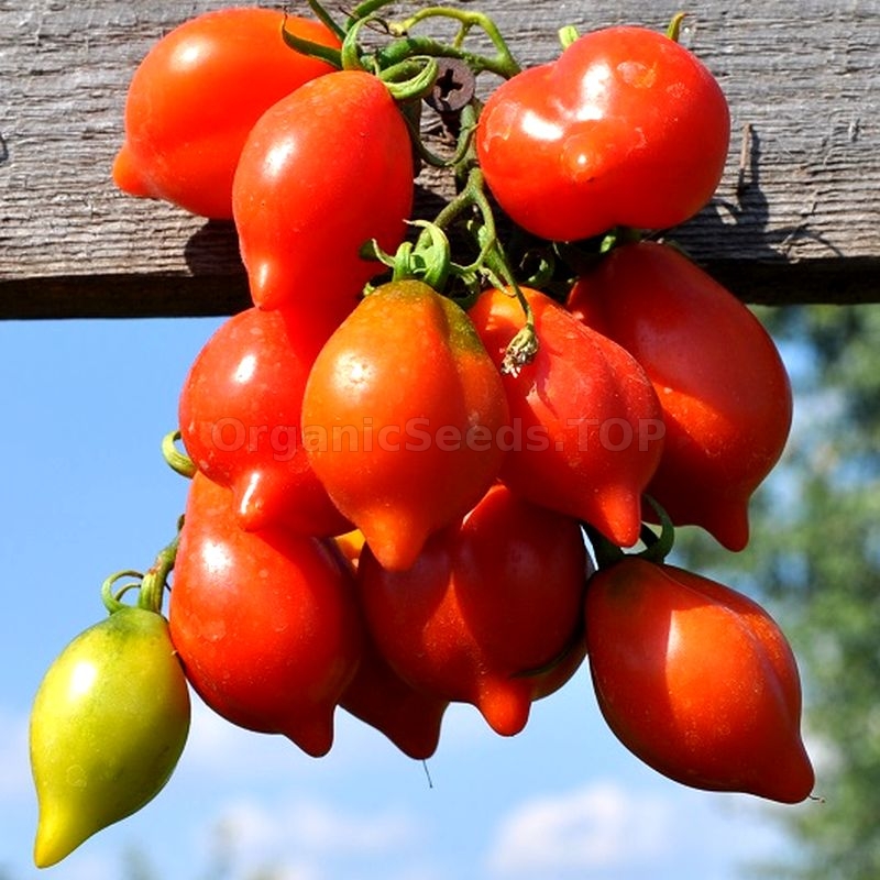 «Mountain Vesuvius» - Organic Tomato Seeds - Shipping is free for ...