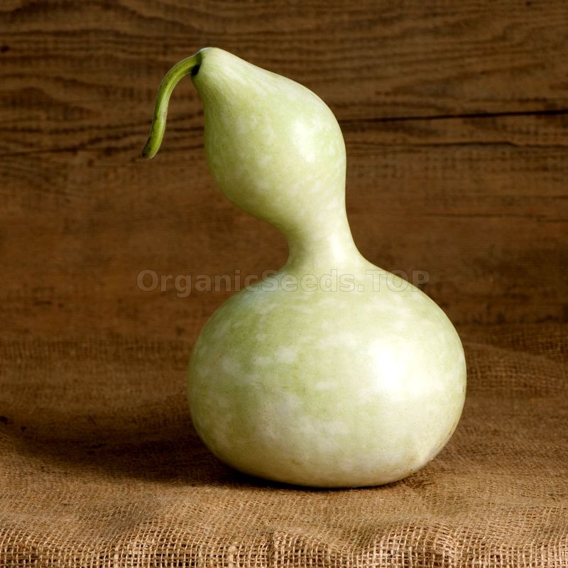 «Birdhouse» - Organic Calabash Seeds - Shipping is free for orders over €50