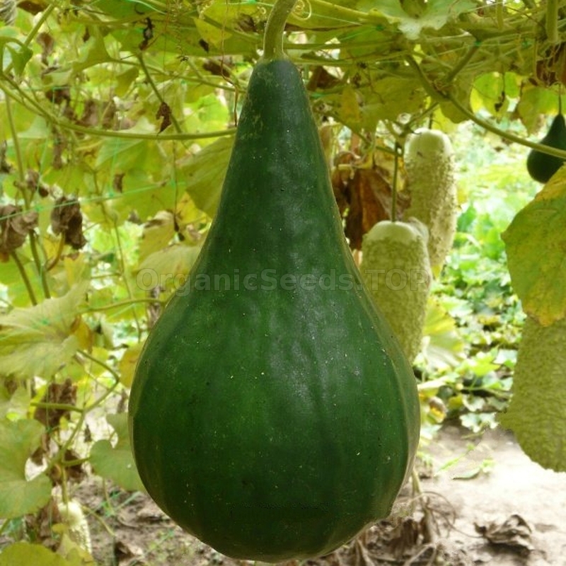 Reviews «Vine Jug» - Organic Calabash Seeds - Shipping is free for ...