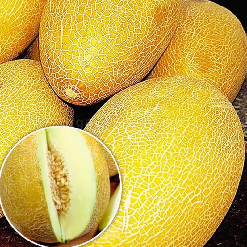 «Sweet pineapple» - Organic Melon Seeds - Shipping is free for orders ...