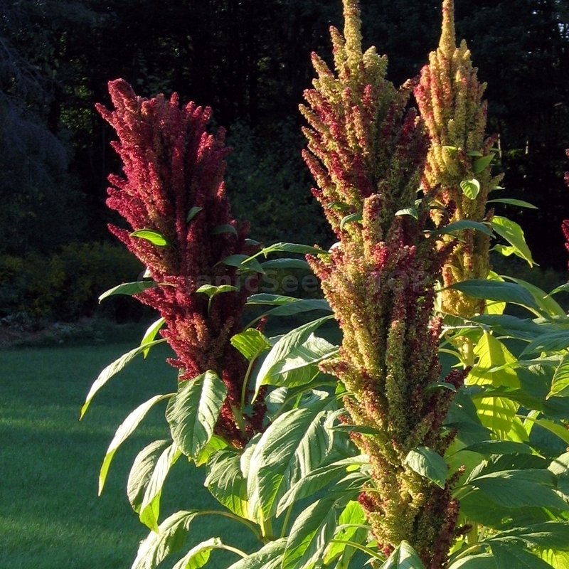 Images «Popping» - Organic Amaranth Seeds - Shipping is free for orders ...