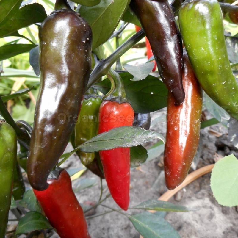 «Hot Chocolate» - Organic Hot Pepper Seeds - Shipping is free for ...