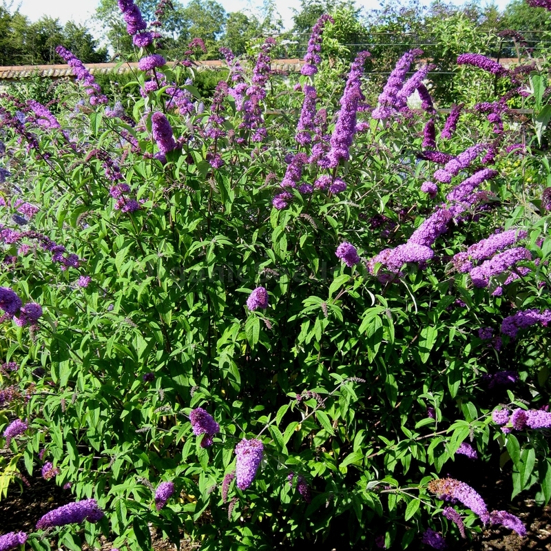 Organic Buddleya David Seeds (Buddleja davidii) - Shipping is free for ...