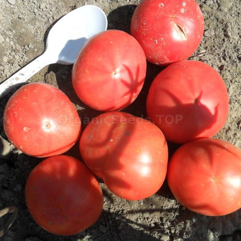 Images «Summer dawn» - Organic Tomato Seeds - Shipping is free for ...