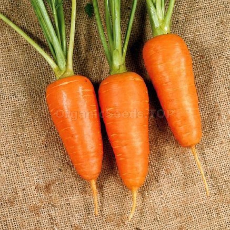 «Carotel» - Organic Carrot Seeds - Shipping is free for orders over €50