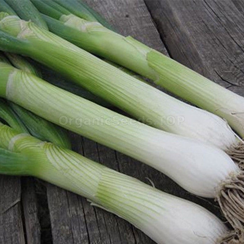 «Japanese» - Organic Scallion Seeds - Shipping is free for orders over €50