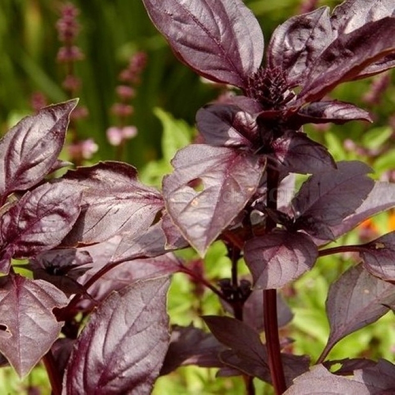 «Red Ruby» - Organic Basil Seeds - Shipping is free for orders over €50
