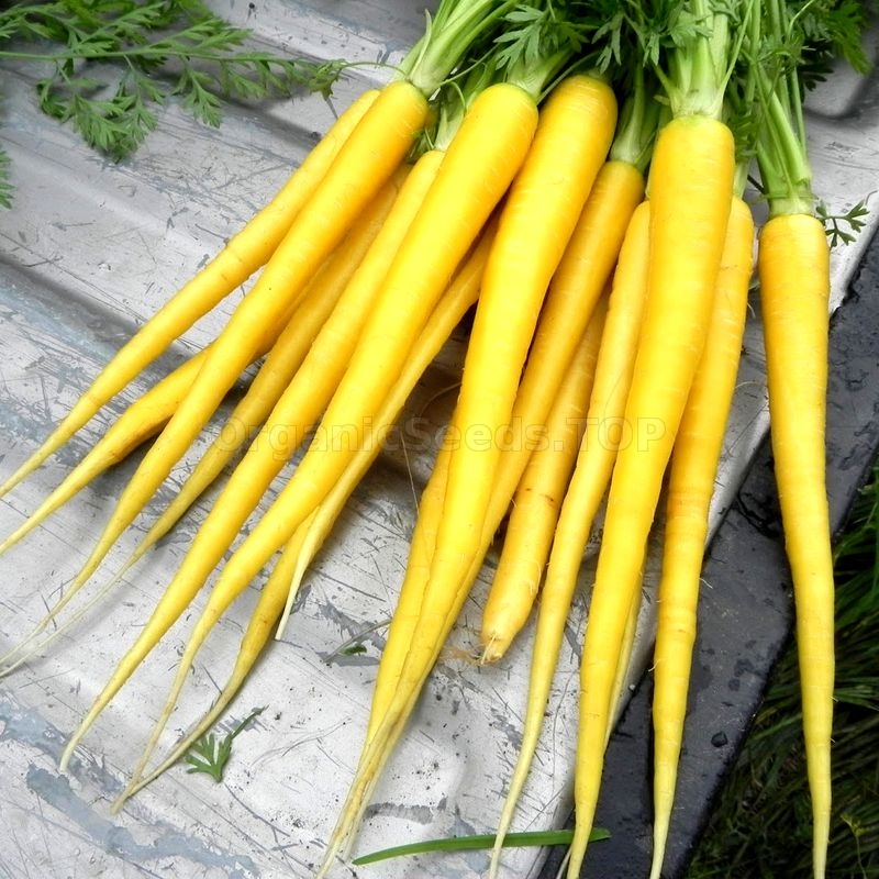 «Solar Yellow» - Organic Carrot Seeds - Shipping is free for orders ...
