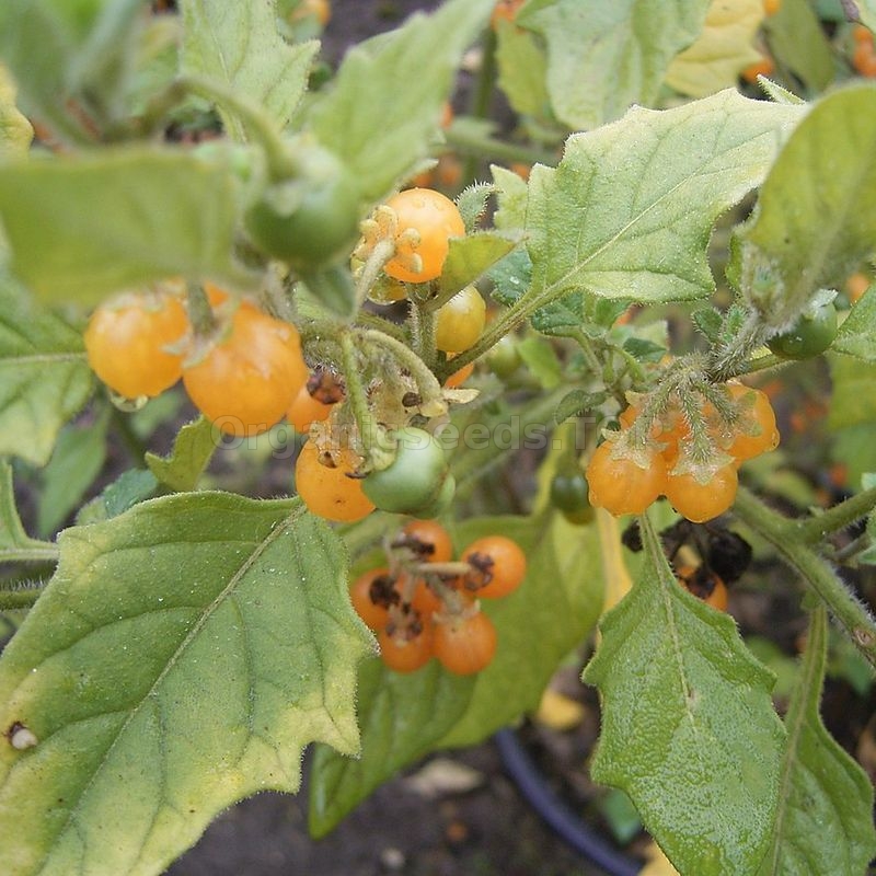 «Golden Pearls» - Organic Hairy Nightshade Seeds - Shipping is free for ...