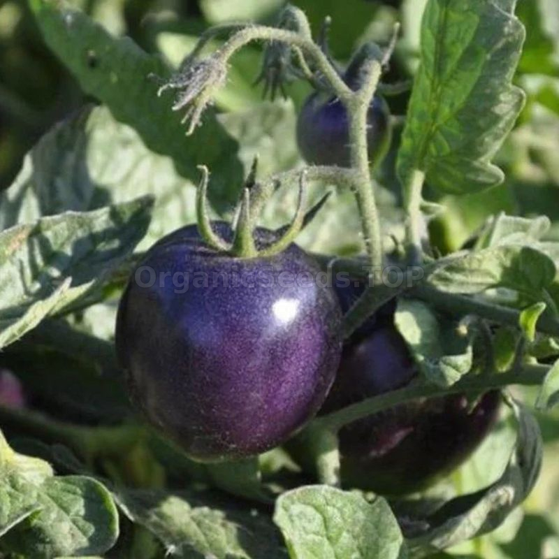 «American blue» - Organic Tomato Seeds - Shipping is free for orders ...