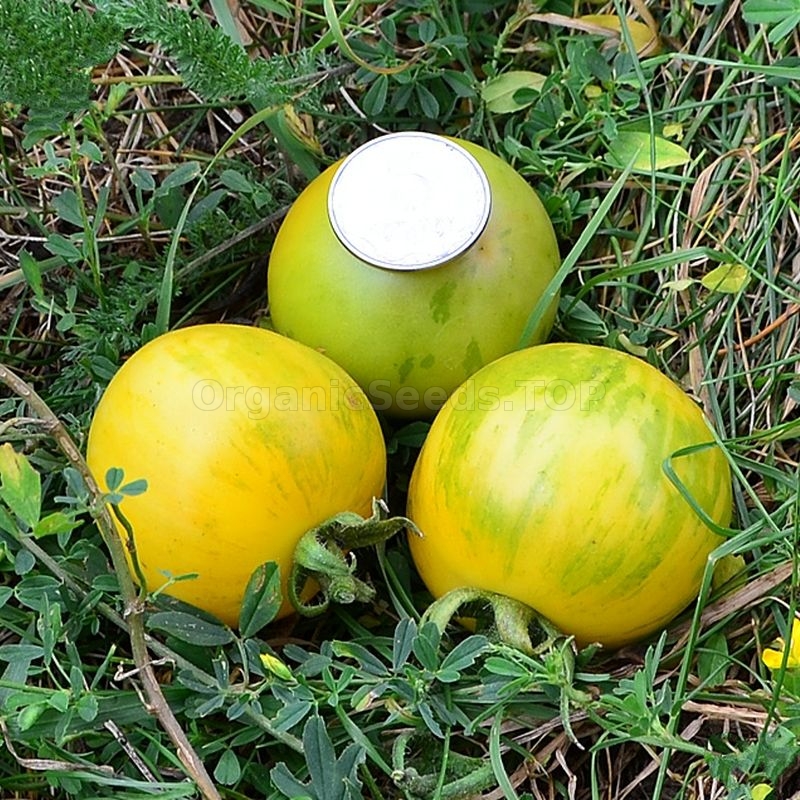«Tigeretta Cherry Yellow» - Organic Tomato Seeds - Shipping is free for ...